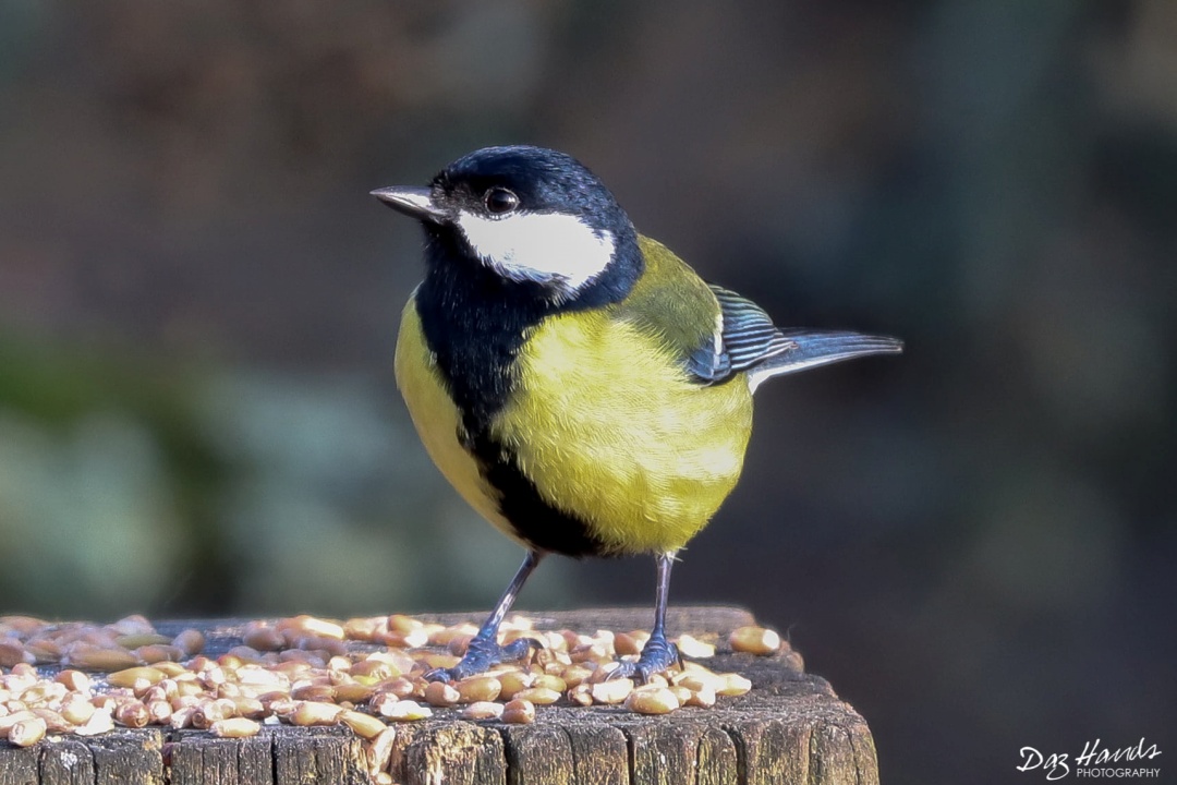 Birds of Tamerton Foliot – Tamerton Foliot Village