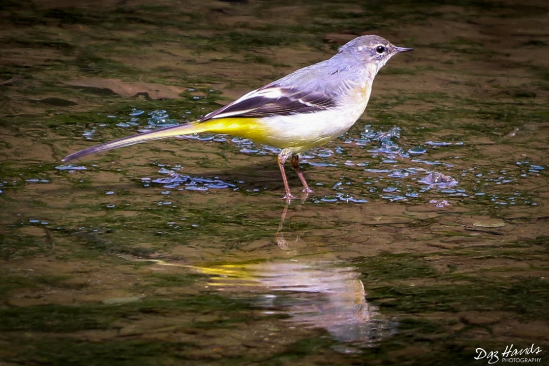 Birds of Tamerton Foliot – Tamerton Foliot Village