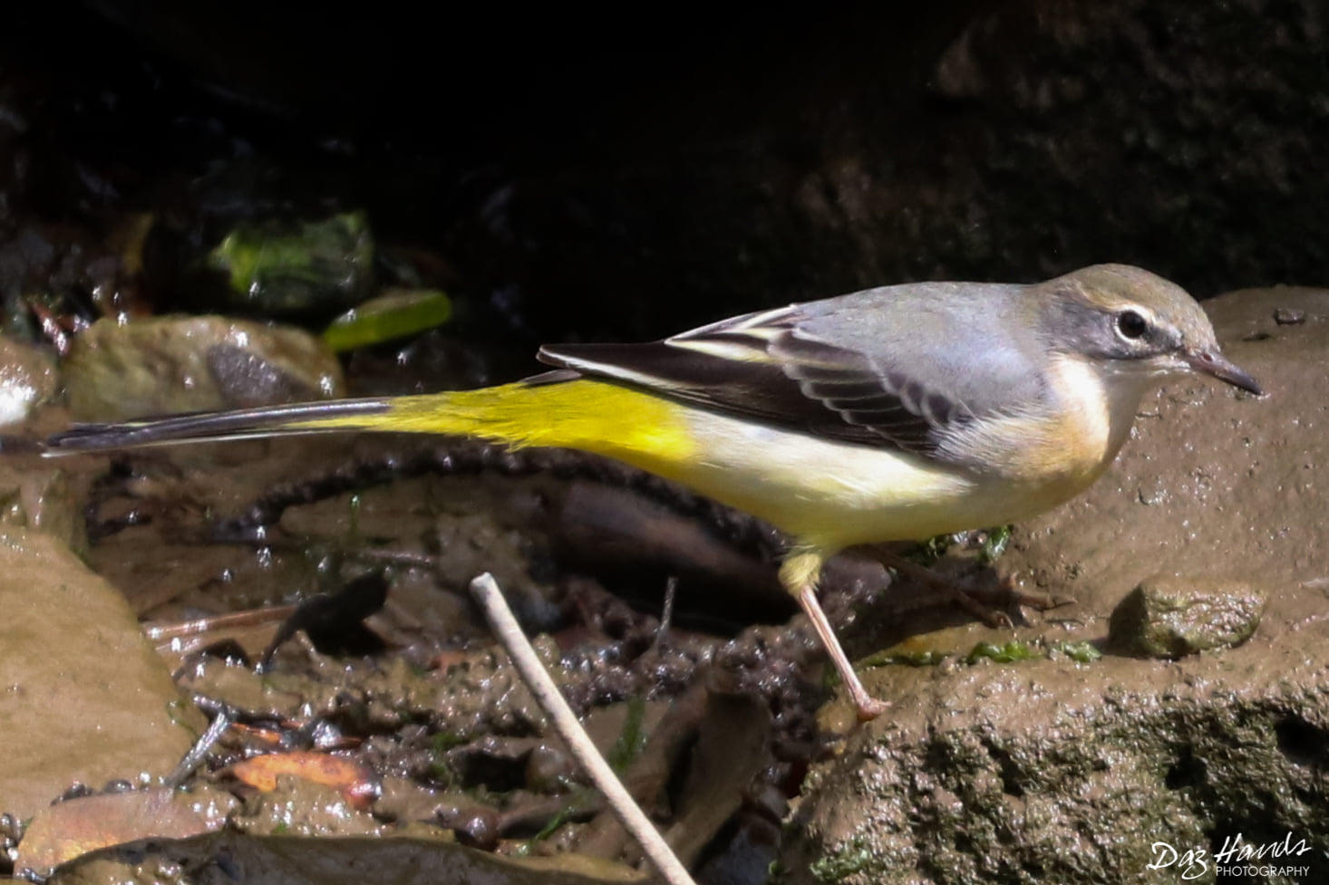 Birds of Tamerton Foliot – Tamerton Foliot Village